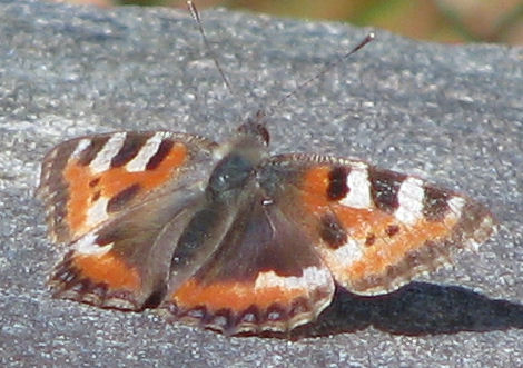 Neslesommerfugl Aglais urticae